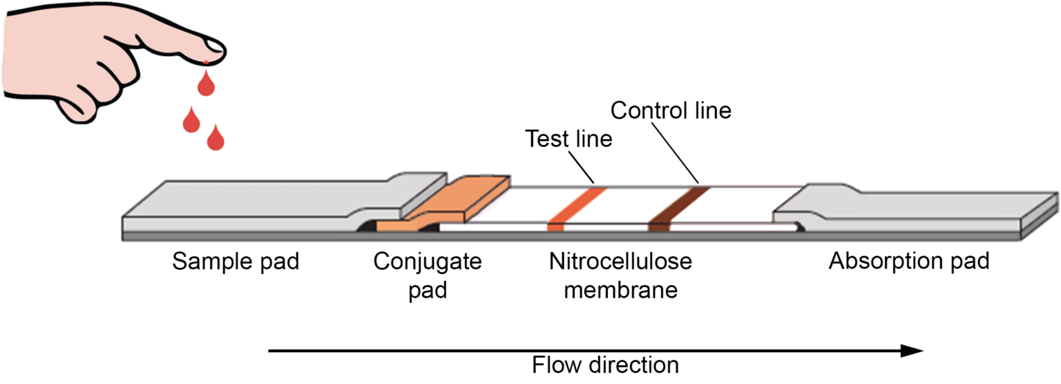 Lateral flow assays – Reagents and equipment for R&D of lateral flow assays Lateral flow assays – Reagents and equipment for R&D of lateral flow assays